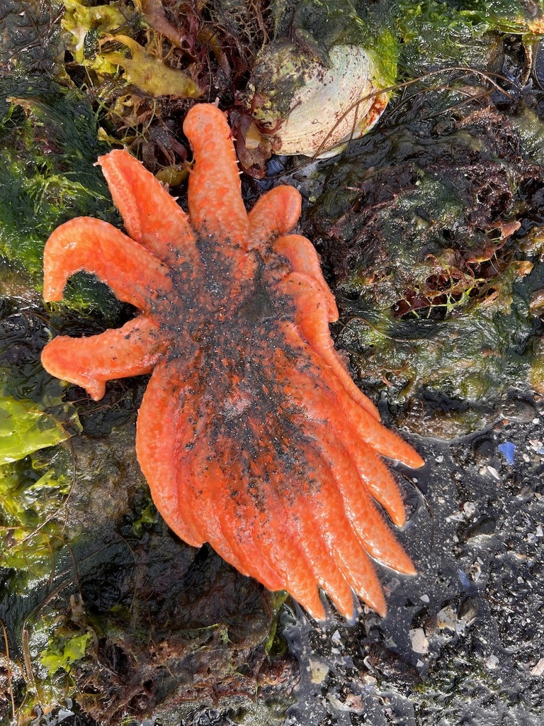 Sunflower Sea Star from Uyak Bay, Alaska, USA on August 11, 2022 at 09: ...
