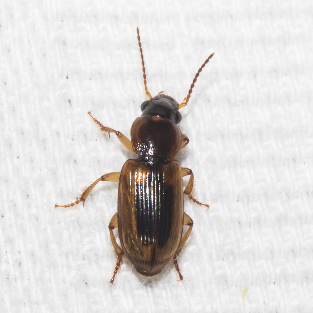 LeConte's Seedcorn Beetle from Patuxent Research Refuge, Anne Arundel ...