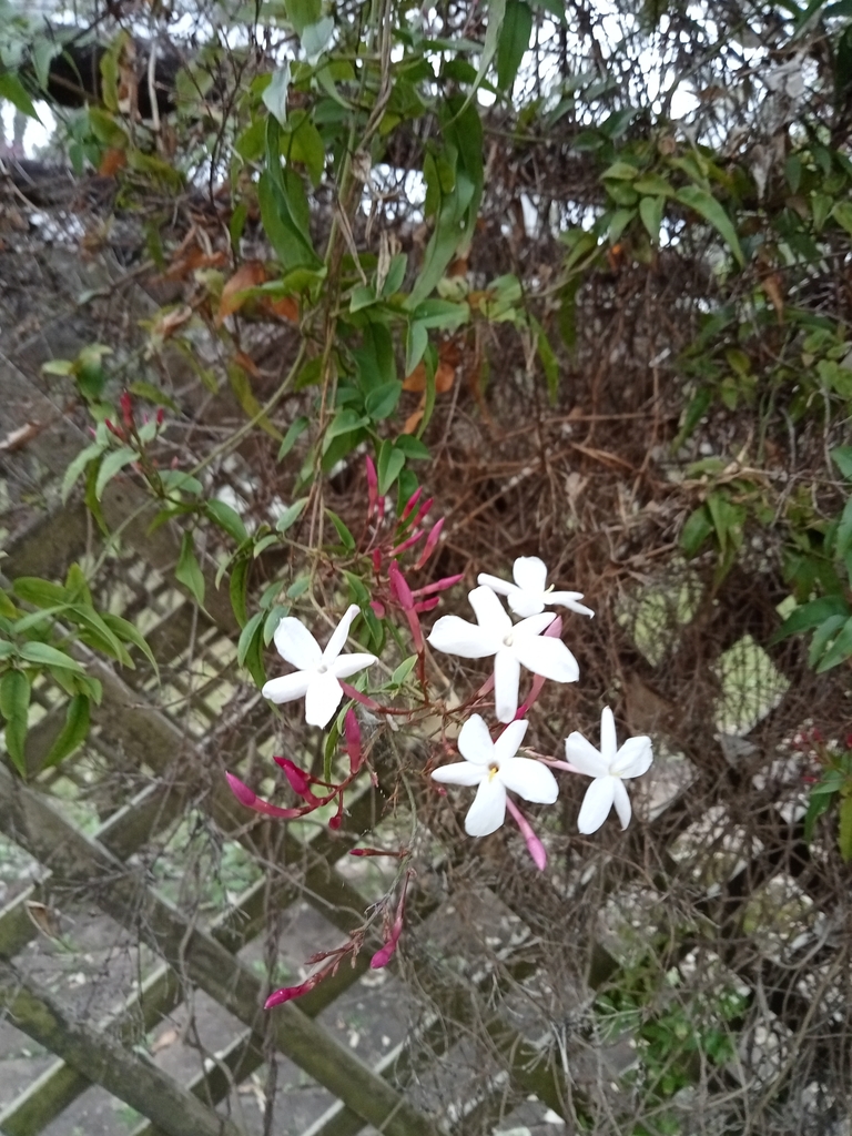Pink jasmine from Pemulwuy NSW 2145, Australia on September 2, 2022 at ...