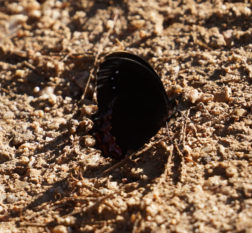 Red-bordered Satyr in September 2022 by Kyle Klotz · iNaturalist