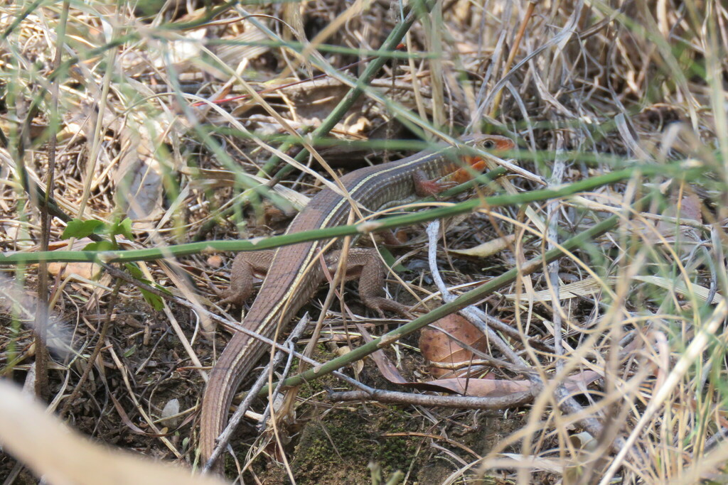 Yellow-throated Plated Lizard from Southern, South Africa on August 29 ...