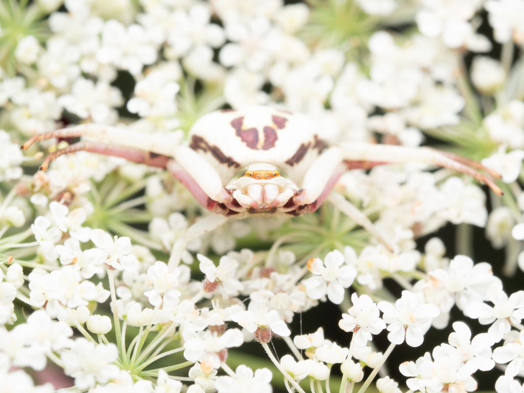 white-banded crab spider from Havenwoods, Milwaukee, WI, USA on August ...