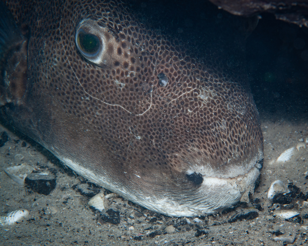 Starry Puffer from Fraser Island, Fraser Island (K'gari) QLD 4581 ...