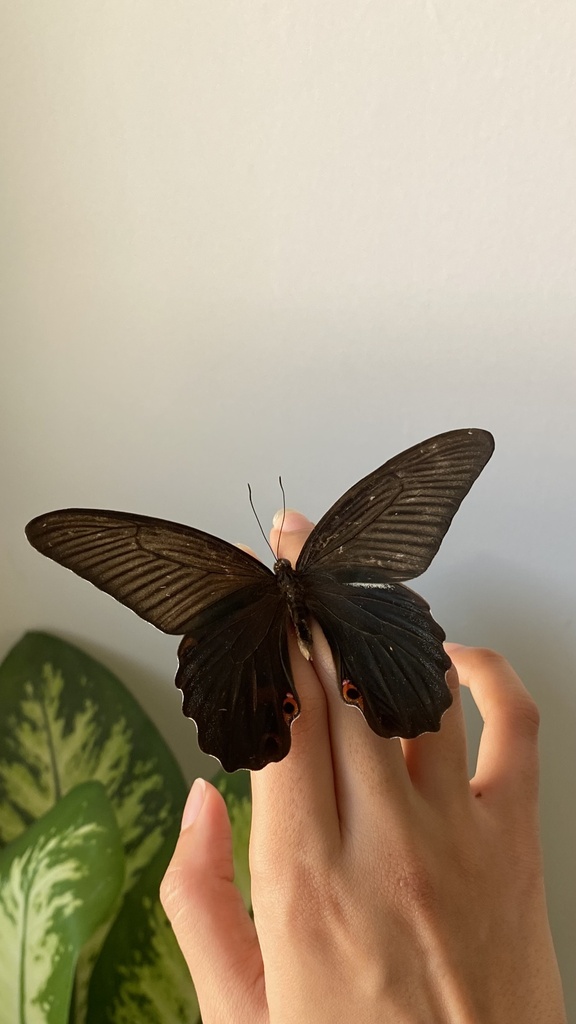 Helen and Mormon Swallowtails from Muscat, OM on September 02, 2022 at ...