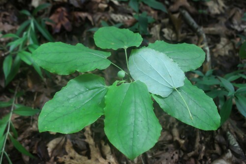 Smilax biltmoreana · iNaturalist Ecuador