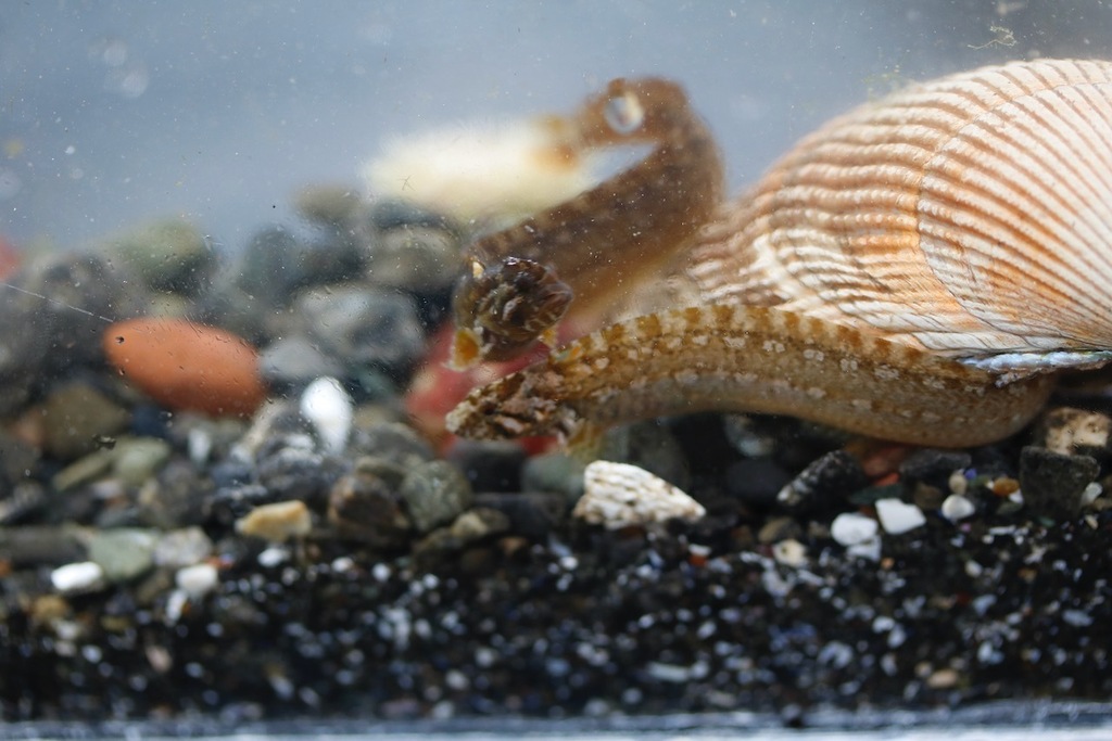 Anoplarchus from Kodiak Island, AK, USA on August 15, 2022 at 02:05 PM ...