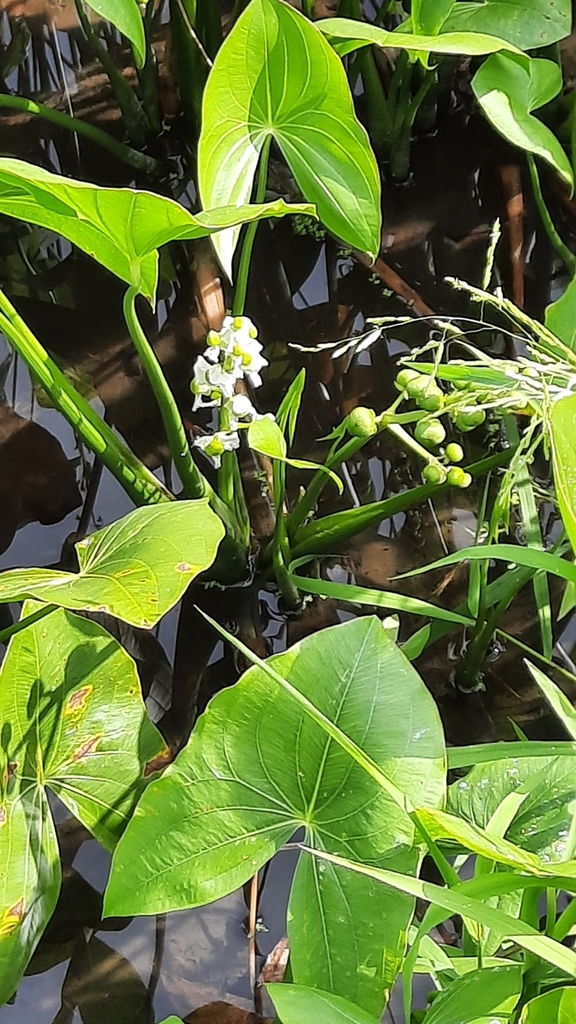 broadleaf arrowhead from Lombard, IL, USA on September 2, 2022 at 10:15 ...