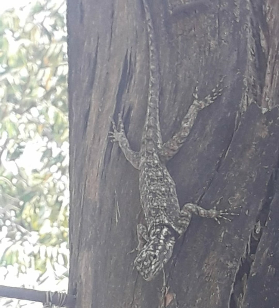 Collared Treerunner from Itiquira on September 2, 2022 at 01:28 PM by ...