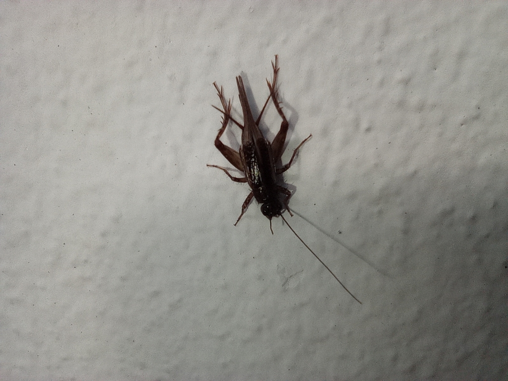 Dwarf Cricket from Hospital Velho, 9700-020 Angra do Heroísmo, Portugal ...