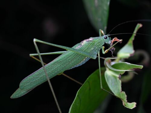 Elimaea upcurva · iNaturalist