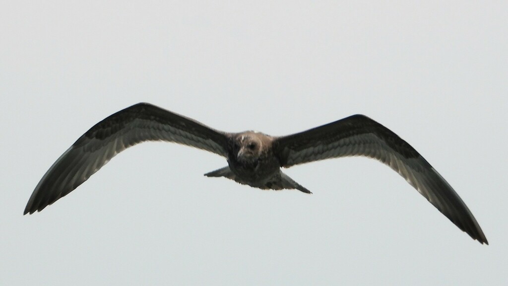 Sooty Shearwater from pelagic tour from Seal Cove, Grand Manan ...