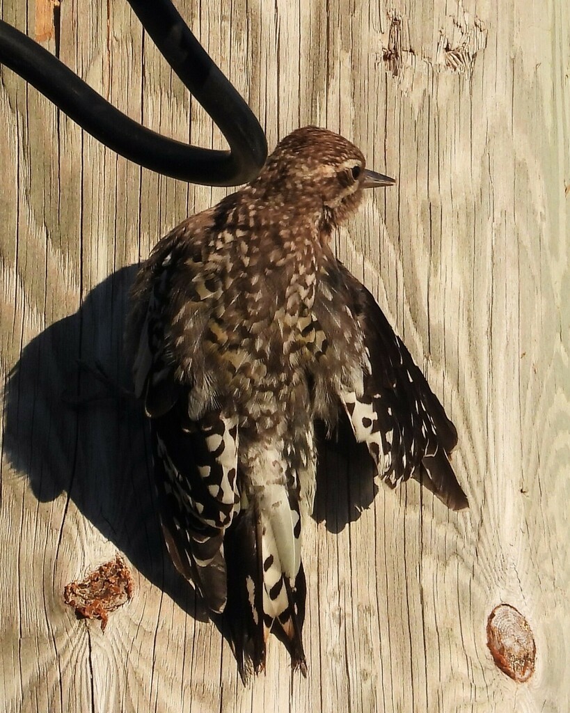 Yellow-bellied Sapsucker from Pays de la Sagouine, Bouctouche, Kent ...