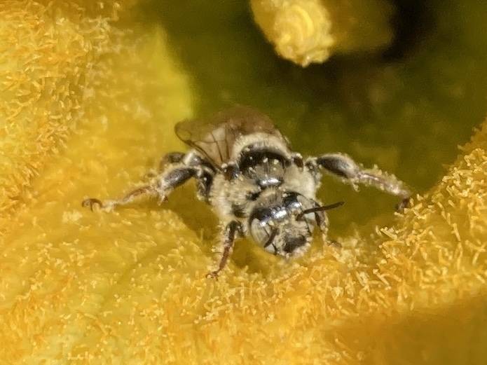 Apine Bees from Four Hills Village, Albuquerque, NM 87123, USA on June ...