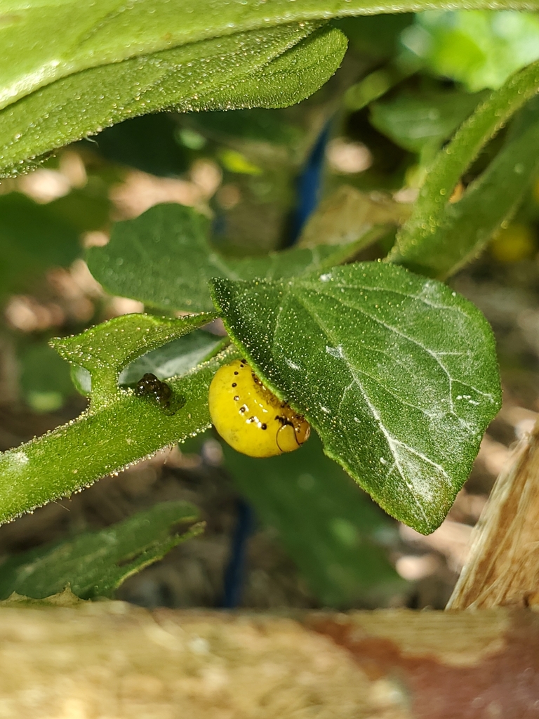 Haldeman's Green Potato Beetle from El Chaparral Fertile Valley, San ...