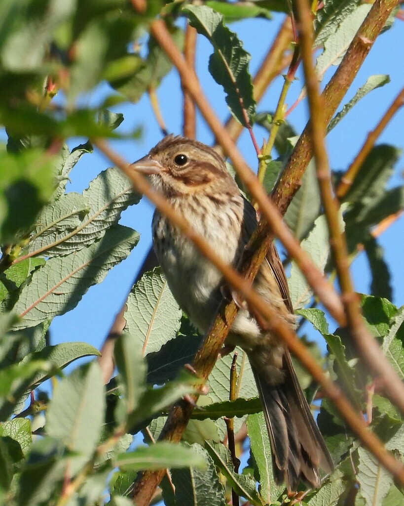 Melospiza Sparrows from Pays de la Sagouine, Bouctouche, Kent County ...