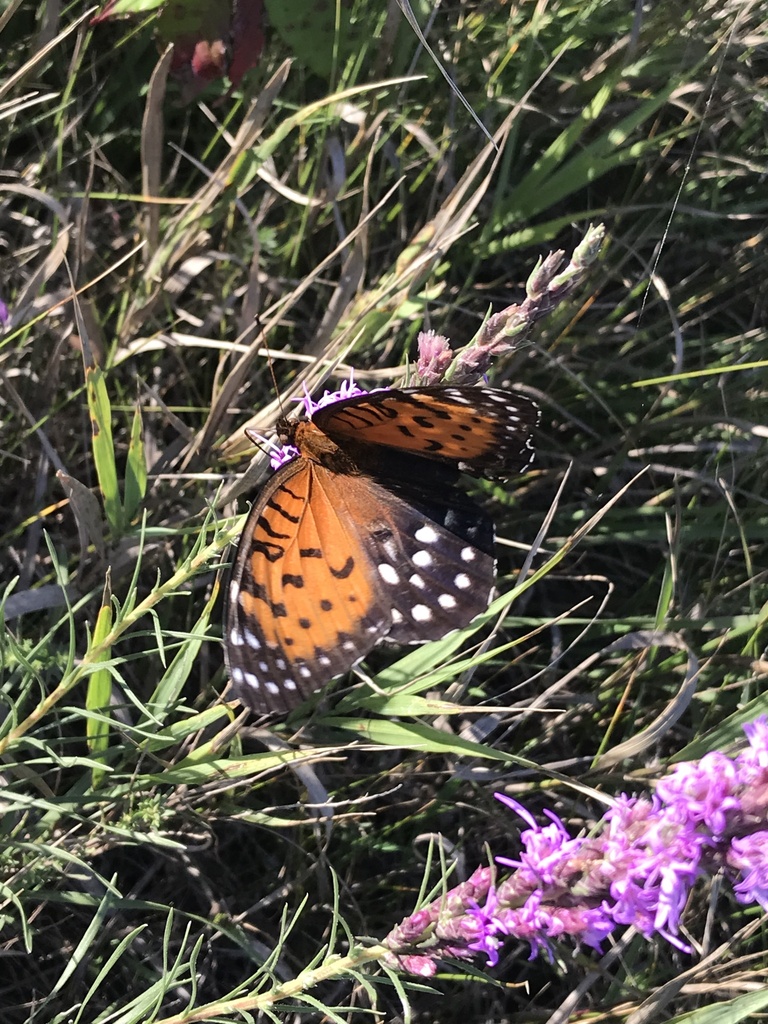 Regal Fritillary in August 2022 by Cale Nordmeyer · iNaturalist