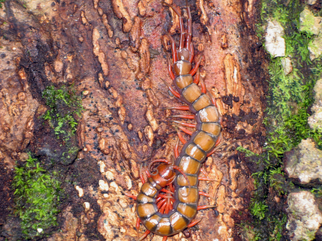 Pacific Giant Centipede from near Trois Rivieres on November 10, 2004 ...
