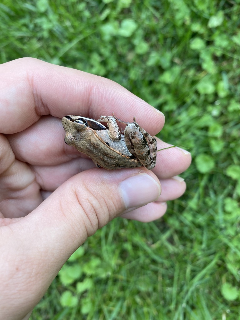 Wood Frog from Bethel Rd, Fort Wayne, IN, US on September 2, 2022 at 05 ...