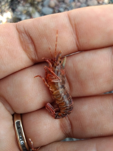 Camarón Rojo sin Manchas (Sicyonia disparri)