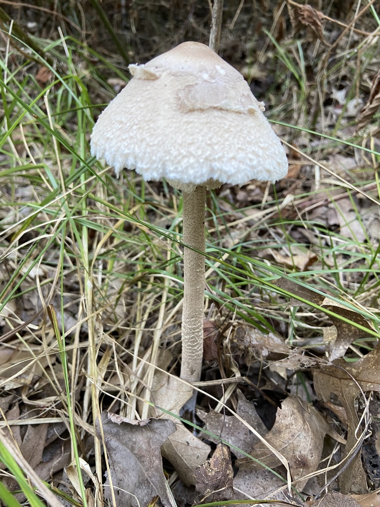 Macrolepiota from Port Sheldon Natural Area, West Olive, MI, US on ...