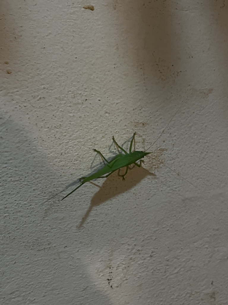 Copiphora from Remire-Montjoly, GF on September 02, 2022 at 08:04 PM by ...