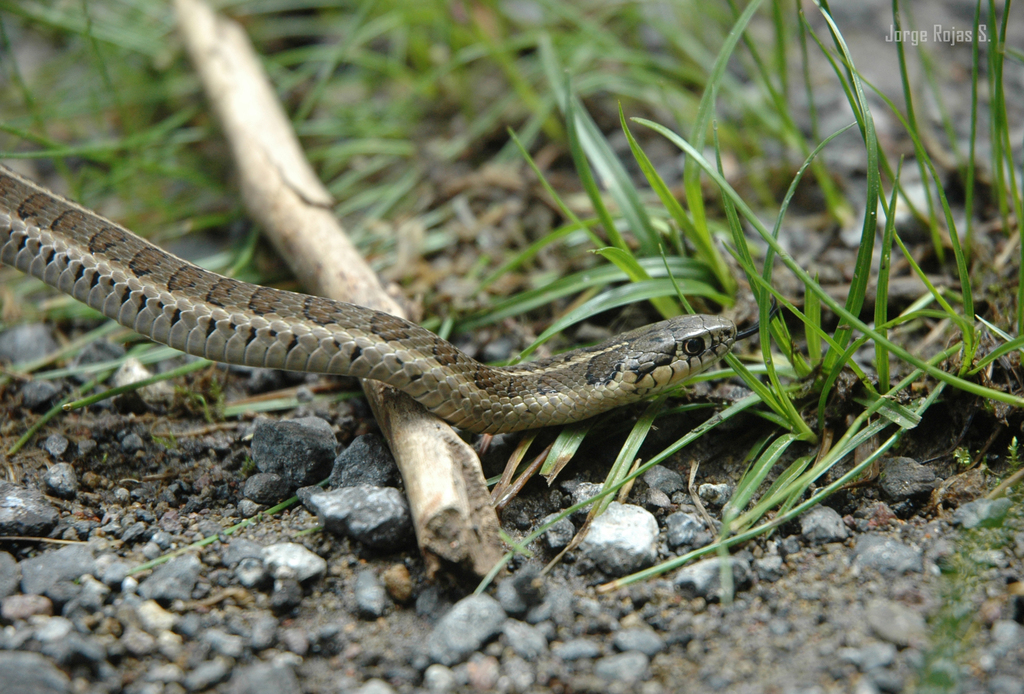 Longtail Alpine Garter Snake from Cdad. de Mexico, CDMX, México on ...