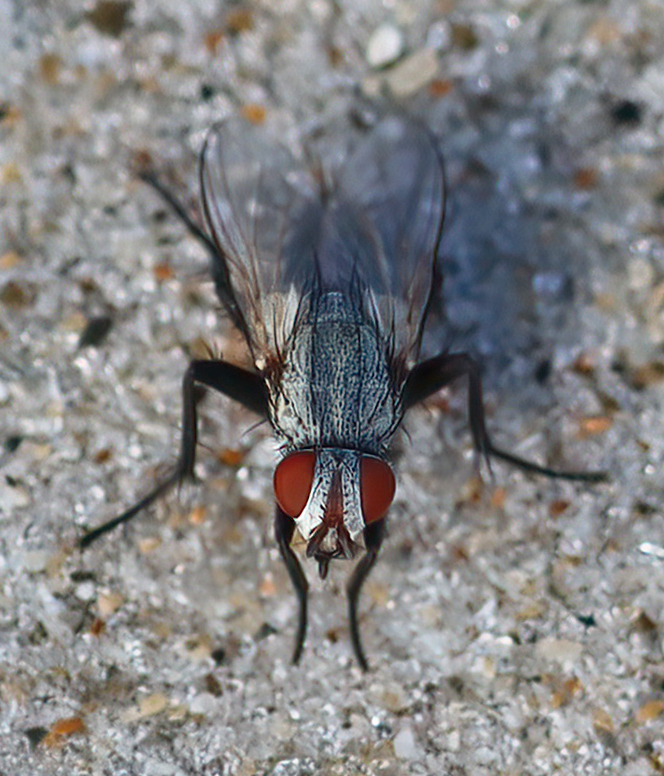 Bot Flies, Blow Flies, and Allies from St Lucie County, FL, USA on ...