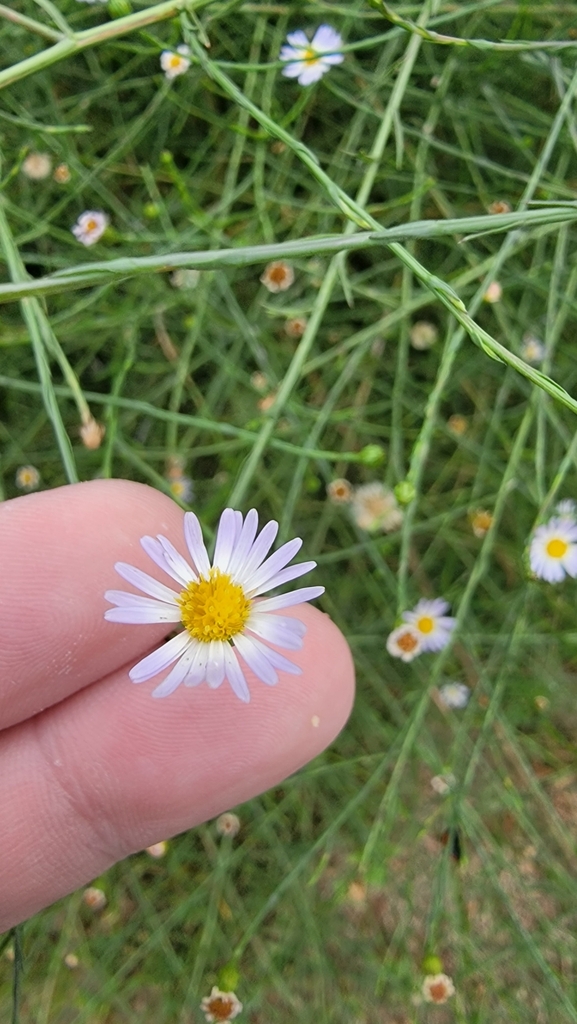 American asters from Paloma Lake, TX 78665, USA on August 19, 2022 at ...