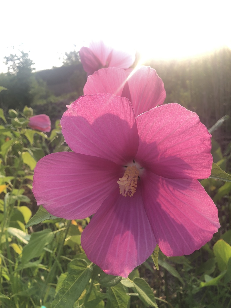 swamp rose mallow from 12318 S Torrence Ave, Chicago, IL, US on August ...