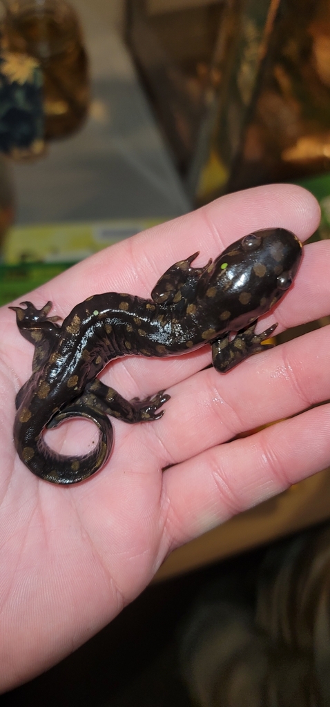 Tiger Salamander in March 2022 by Dave Odd · iNaturalist