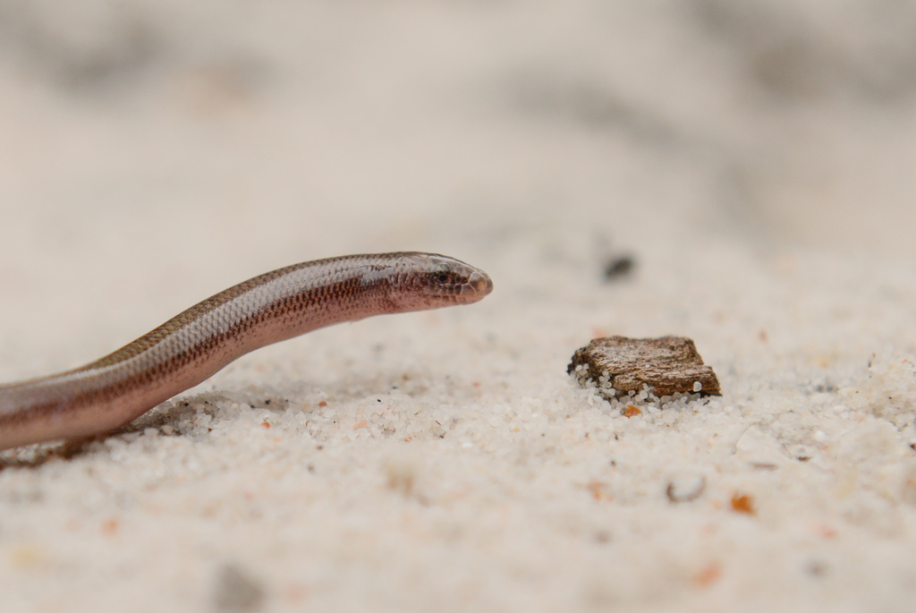 Punctate Worm-skink from Newcastle NSW, Australia on September 3, 2022 ...