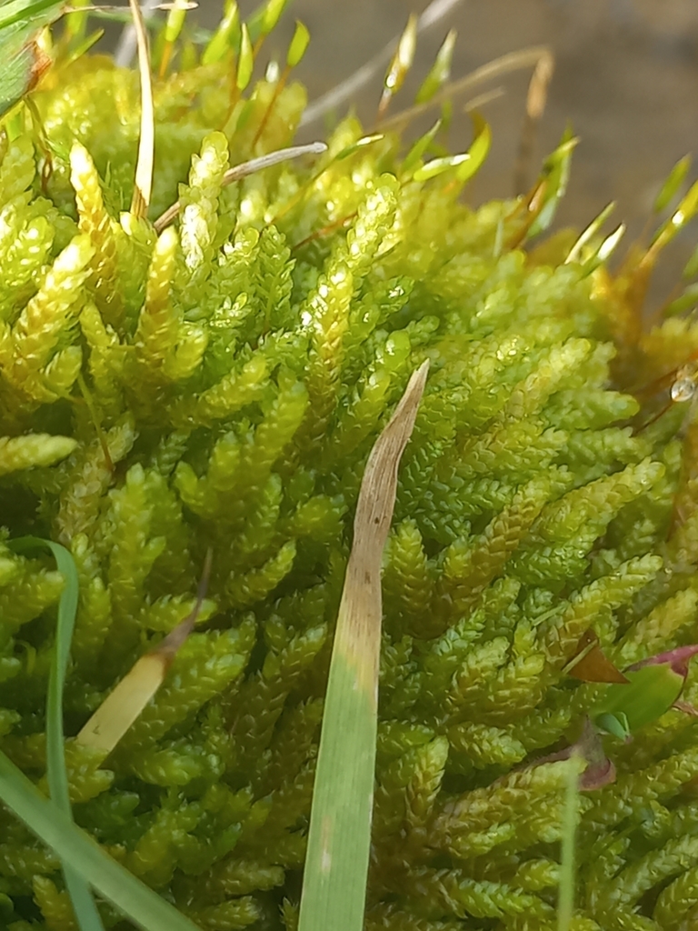 spoon-leaved moss from 185212 on September 3, 2022 at 12:31 PM by ...