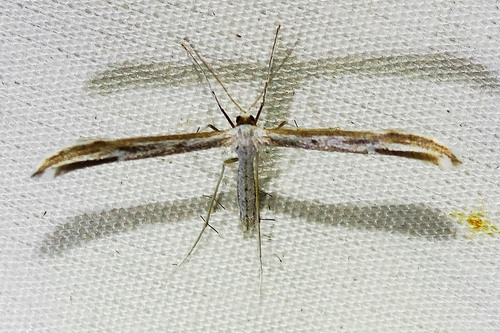 Yarrow Leaf Plume Moth (Oidaematophorus mathewianus) · iNaturalist ...