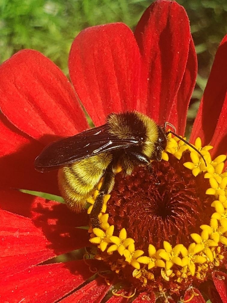 American Bumble Bee from N Kedzie Blvd, Chicago, IL, US on September 03 ...