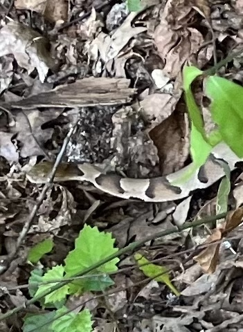 Eastern Copperhead from Deep Run Park & Recreation Center, Henrico, VA ...