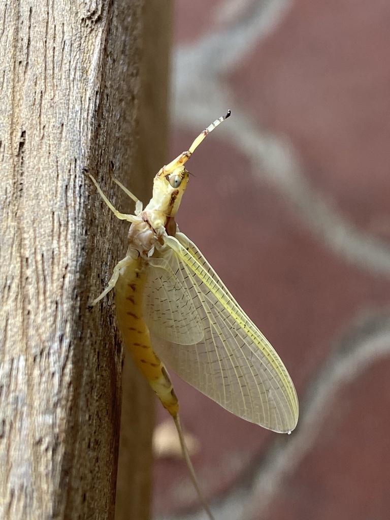 Giant Mayfly from Foxhound Ln, Middleburg, VA, US on September 3, 2022 ...