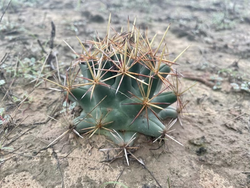 Scheer's Beehive Cactus in September 2022 by Craig Cowden · iNaturalist