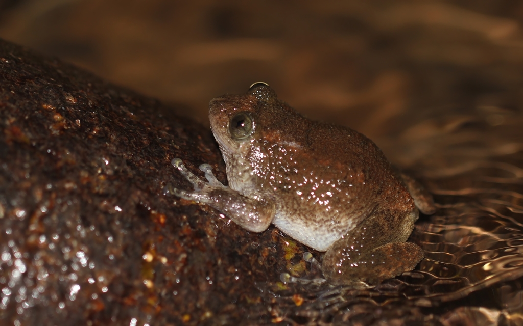 Bombay Night Frog in July 2022 by Amol Kokane · iNaturalist