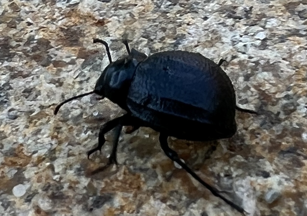 Pimelia from Sardegna, Trinità d'Agultu e Vignola, Sardinie, IT on ...