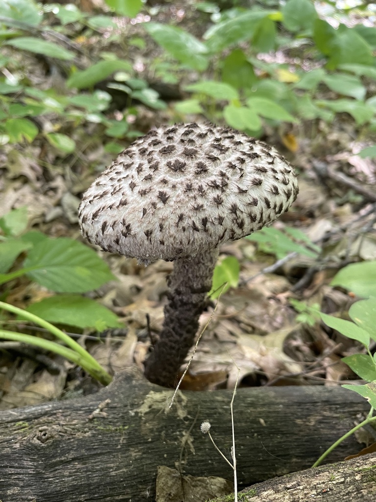 Old-man-of-the-woods from Wild River State Park, North Branch, MN, US ...