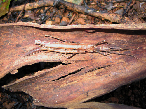 Winged Jamaican Malacomorpha (Malacomorpha cyllarus) · iNaturalist