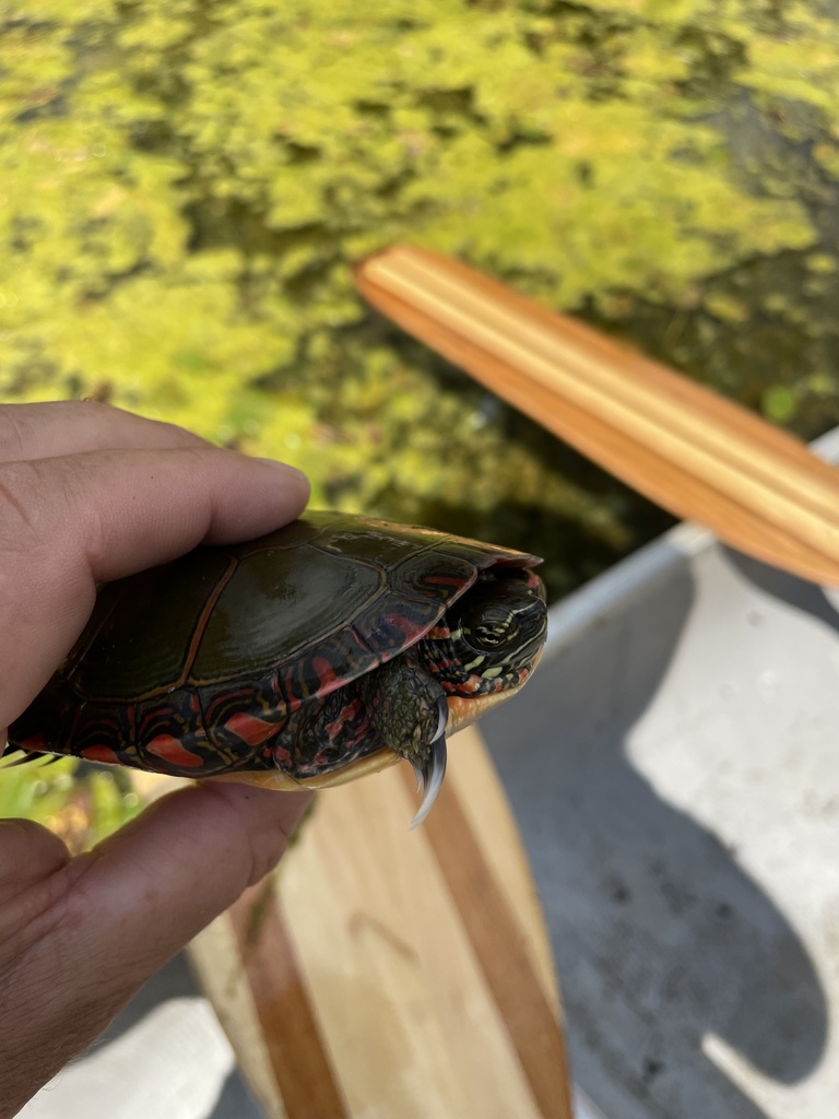 Painted Turtle from Nassagaweya, Milton, ON, CA on September 03, 2022 ...
