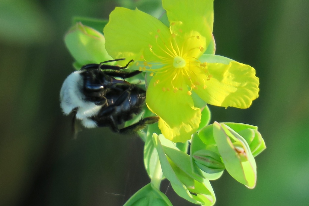Common Eastern Bumble Bee from 32459, Santa Rosa Beach, FL, US on ...
