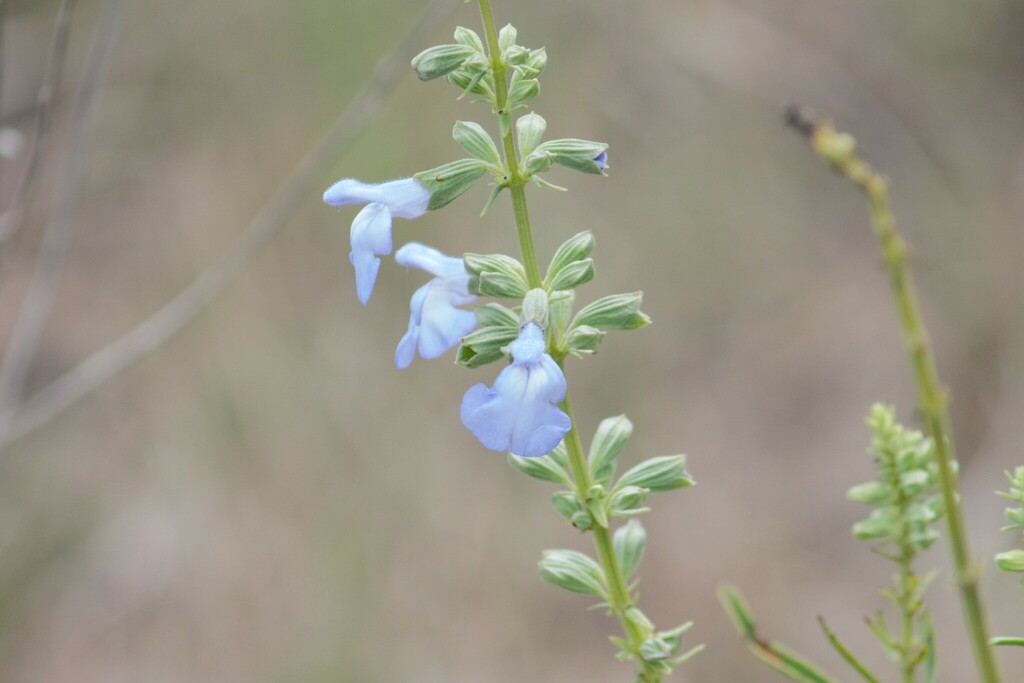 giant blue sage in September 2022 by centex · iNaturalist