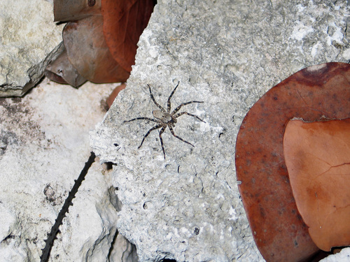 Selenops simius · iNaturalist