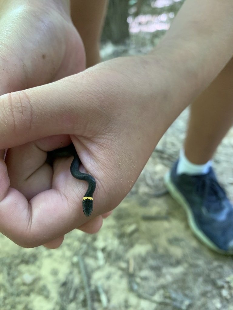 ring-necked snake from Rock Creek Park, Washington, DC, US on September ...