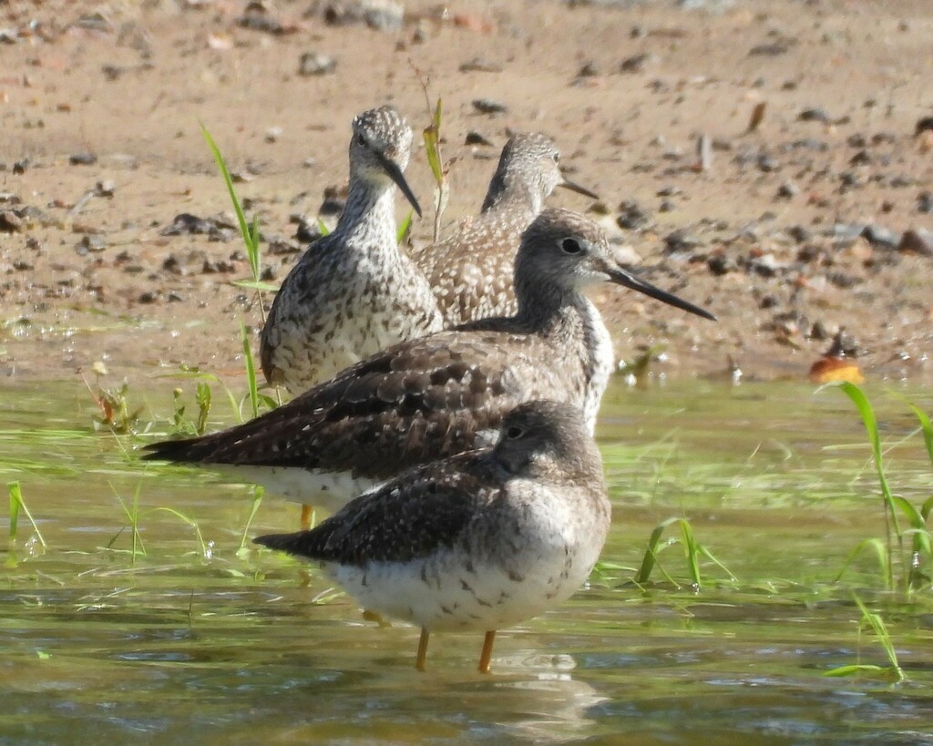 Lesser Yellowlegs from Sackville Water Retention Ponds, Westmorland ...