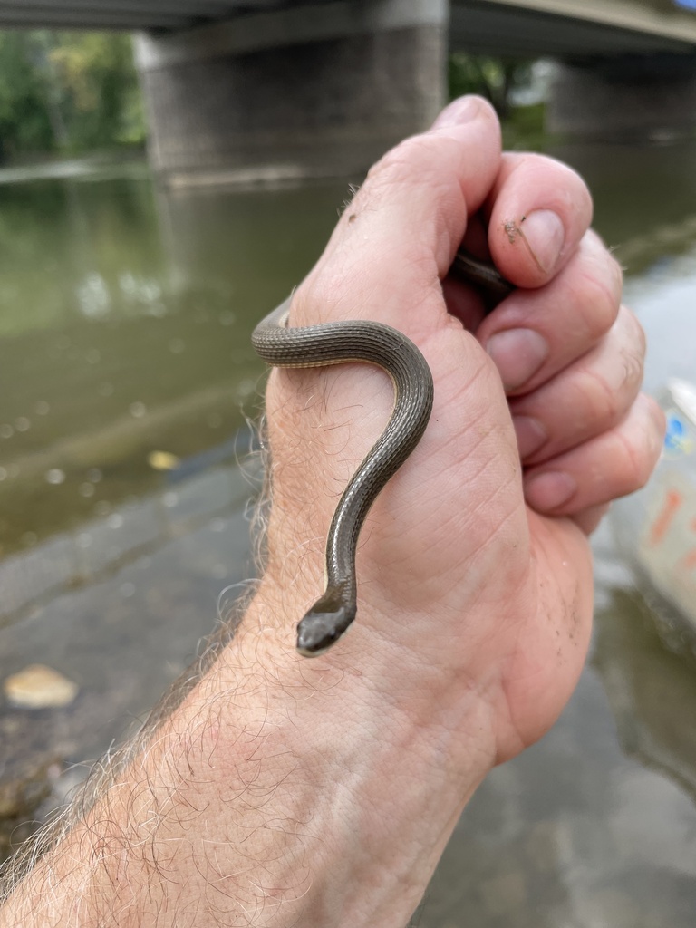Queensnake in September 2022 by deadkennedy1 · iNaturalist