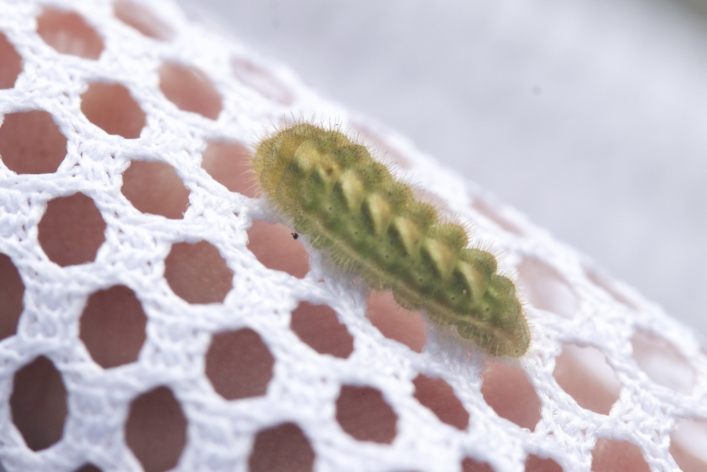 Brown Elfin from Ithaca, NY, USA on September 03, 2022 at 01:29 PM by ...