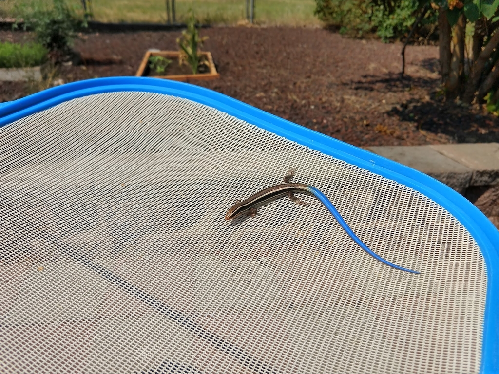Western Skink from 720 Buena Vista St, Cheney, WA 99004, USA on August ...